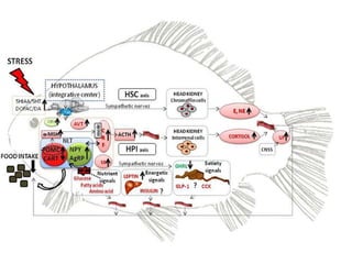 Endocrine Organs and their physiological functions in fishes by B.pptx ...
