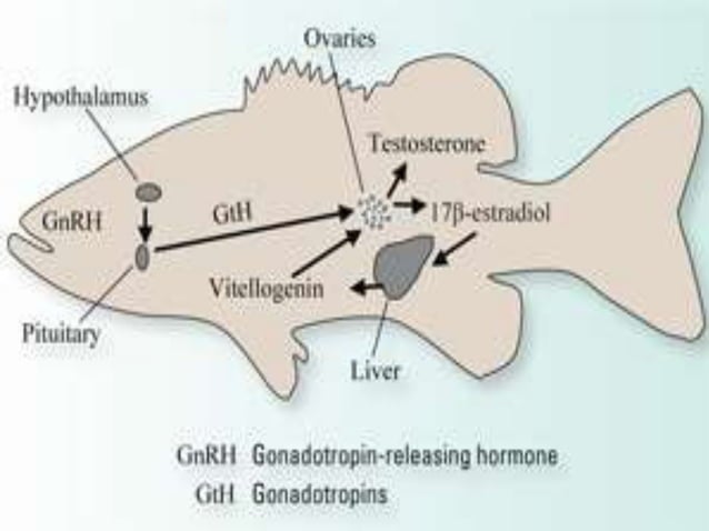 Endocrine Organs and their physiological functions in fishes by B.pptx ...