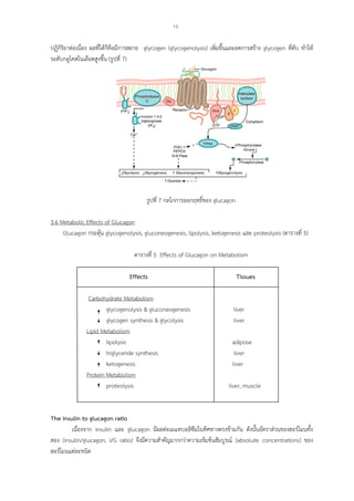 Endocrine pancreas | PDF
