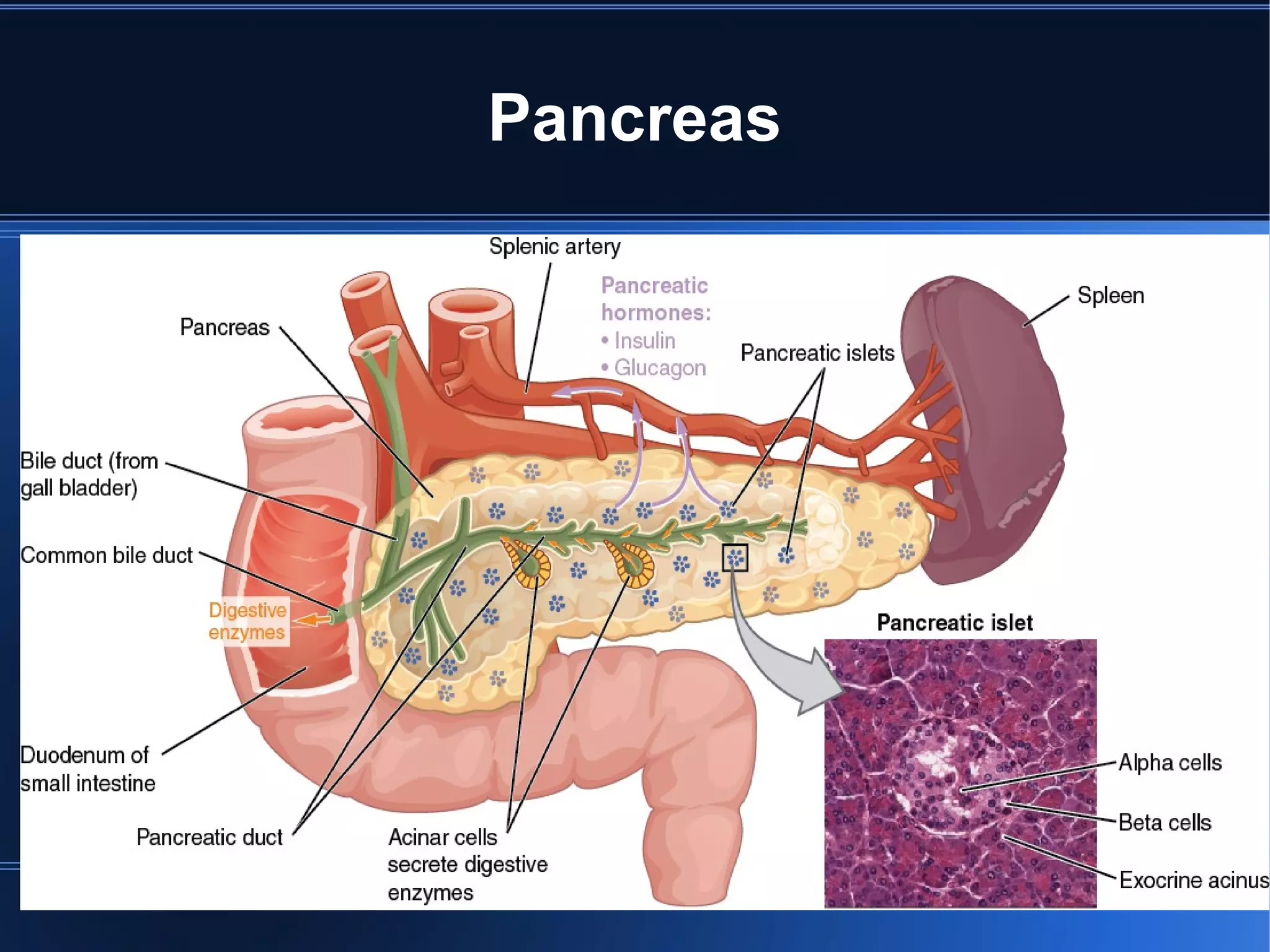 Endocrine pancreas | PDF | Endocrine and Metabolic Diseases | Diseases ...