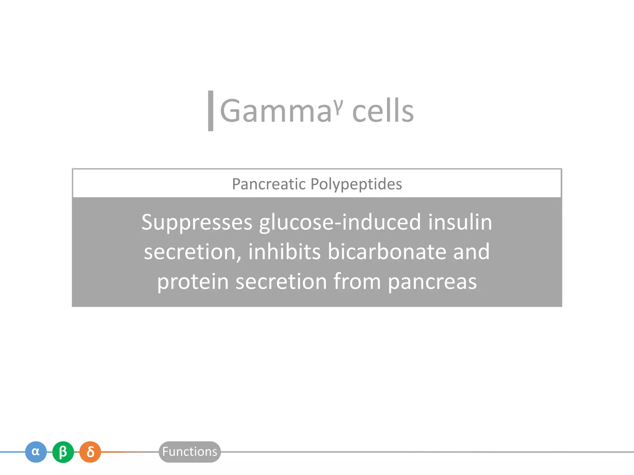 Endocrine pancreas | PDF