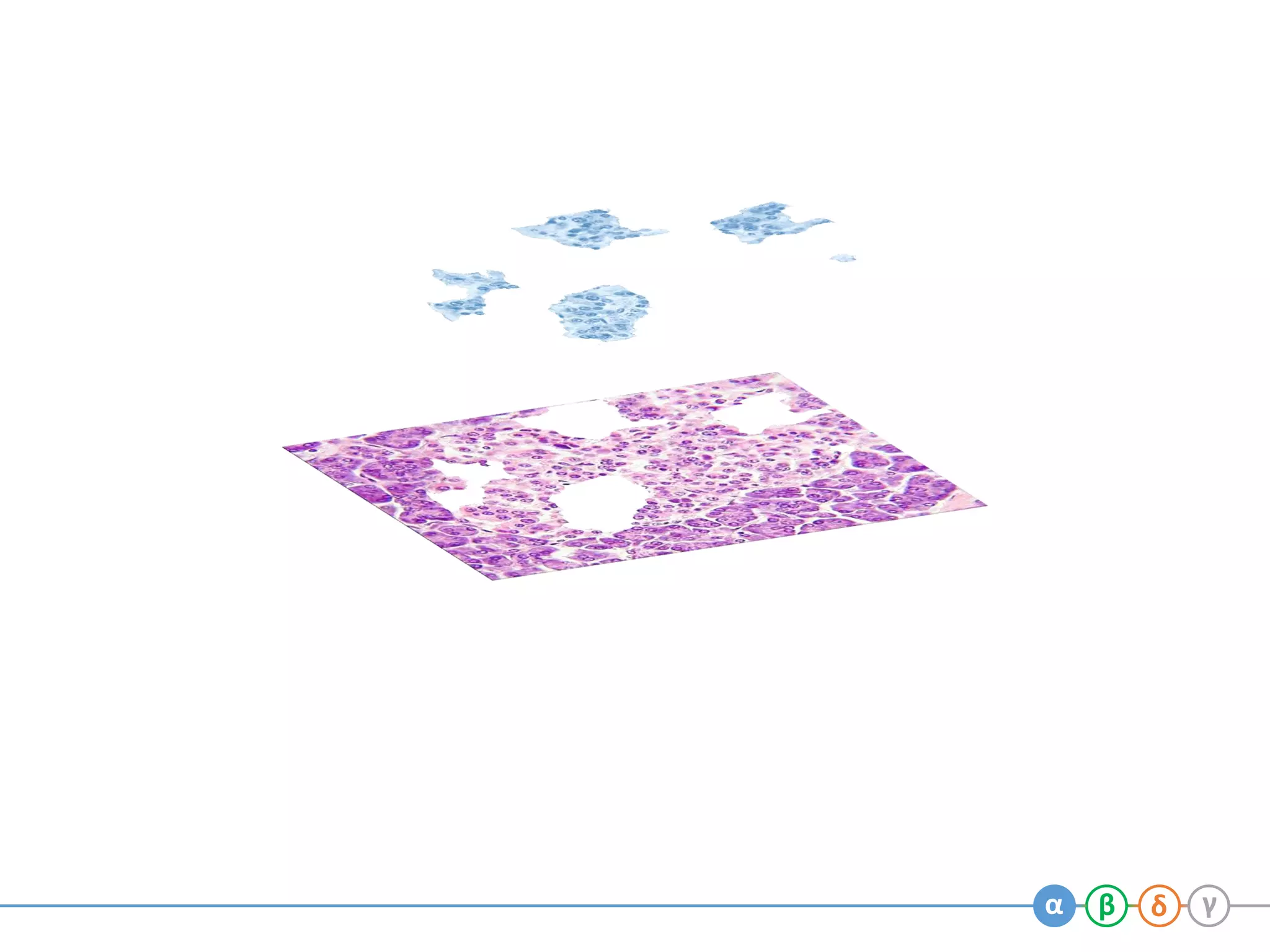 Endocrine pancreas | PDF