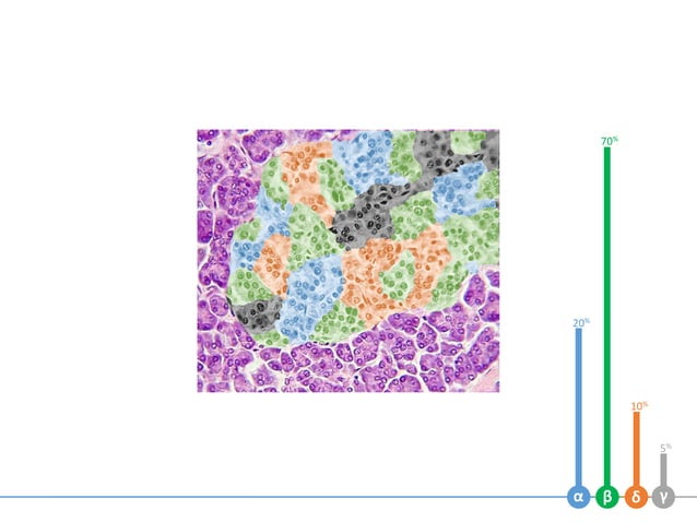 Endocrine pancreas | PDF | Endocrine and Metabolic Diseases | Diseases ...