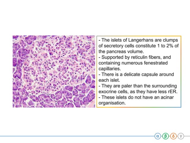 Endocrine pancreas | PDF | Endocrine and Metabolic Diseases | Diseases ...