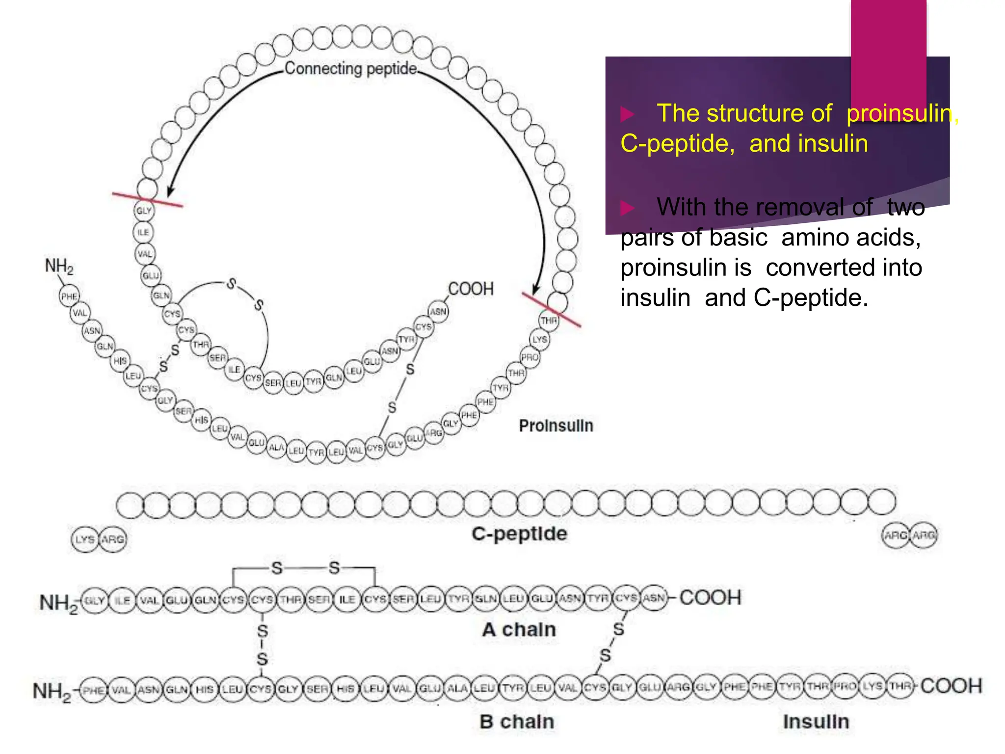 endocrine pancrease.pptxmmmmmmmmmmmmmmmmm | PPT