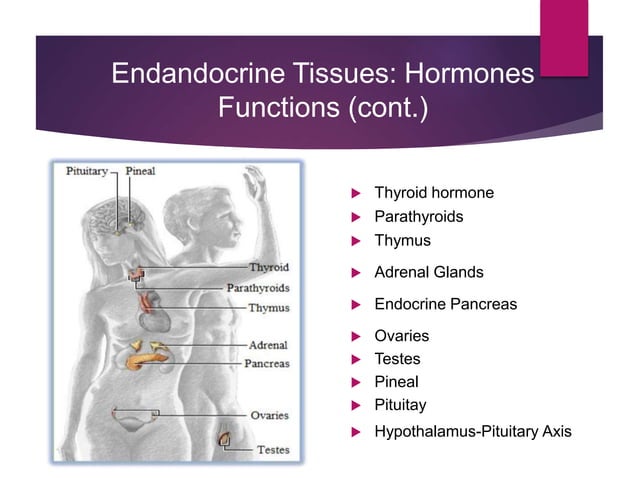 endocrine pancrease.pptxmmmmmmmmmmmmmmmmm | PPT