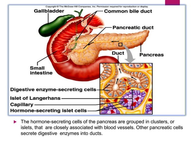 endocrine pancrease.pptxmmmmmmmmmmmmmmmmm | PPT