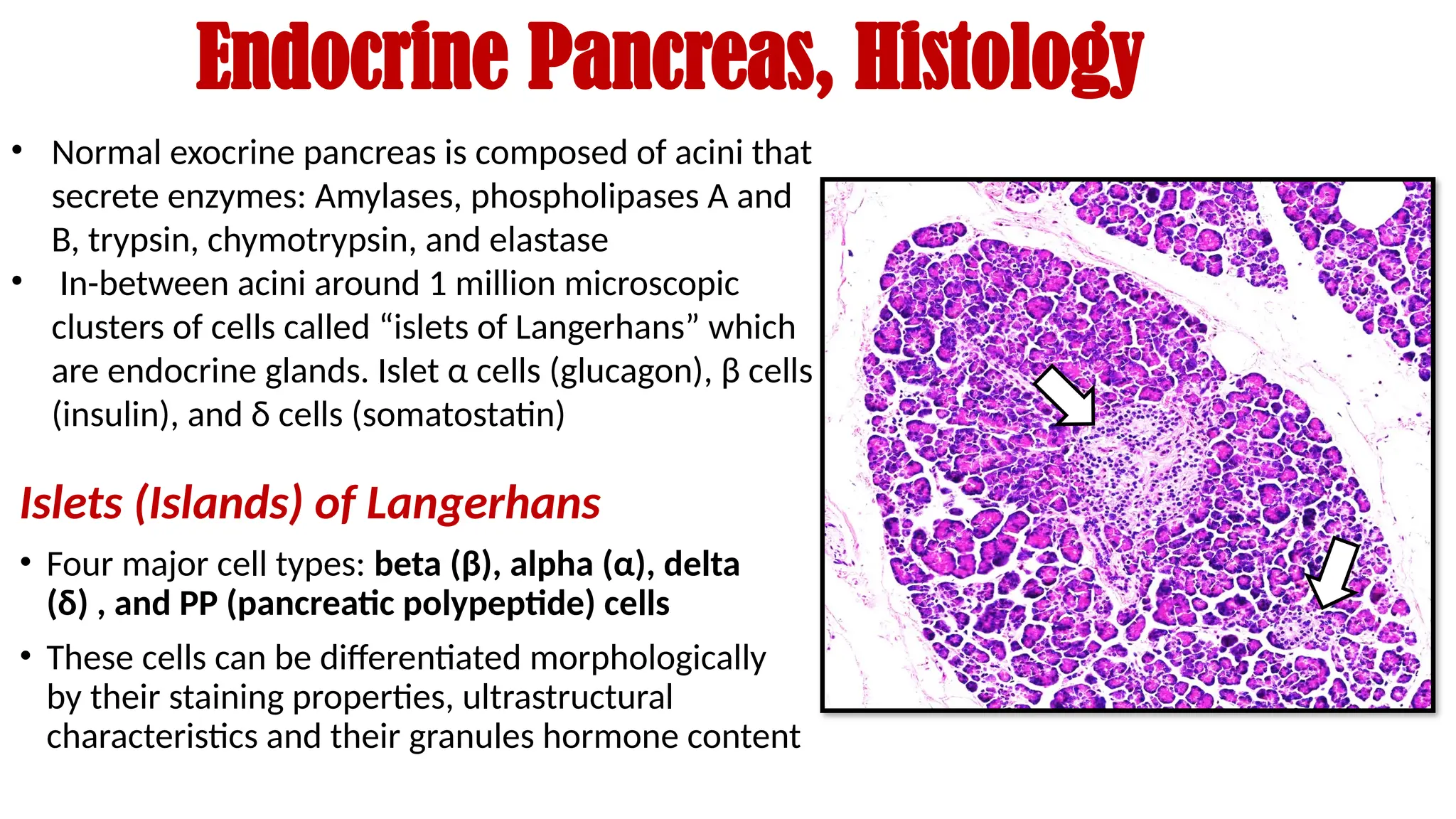 Mangment of diabetes melletus in pediatrics | PPTX