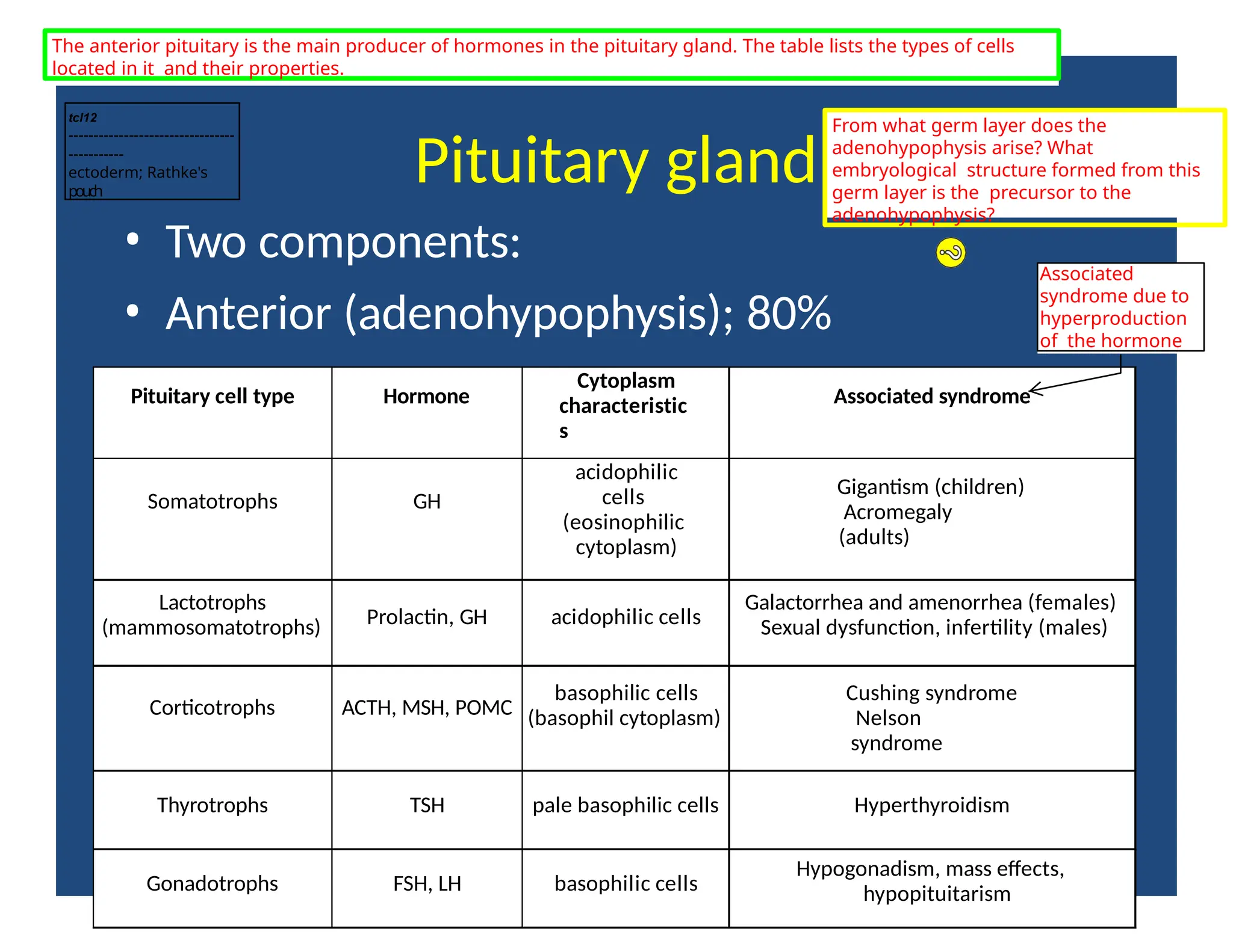 Endocrine PATHO disorders symptoms pathophysiology.pptx