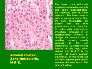 Endocrine peripheral function in the body | PDF