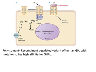 Endocrine pharmacology | PPTX