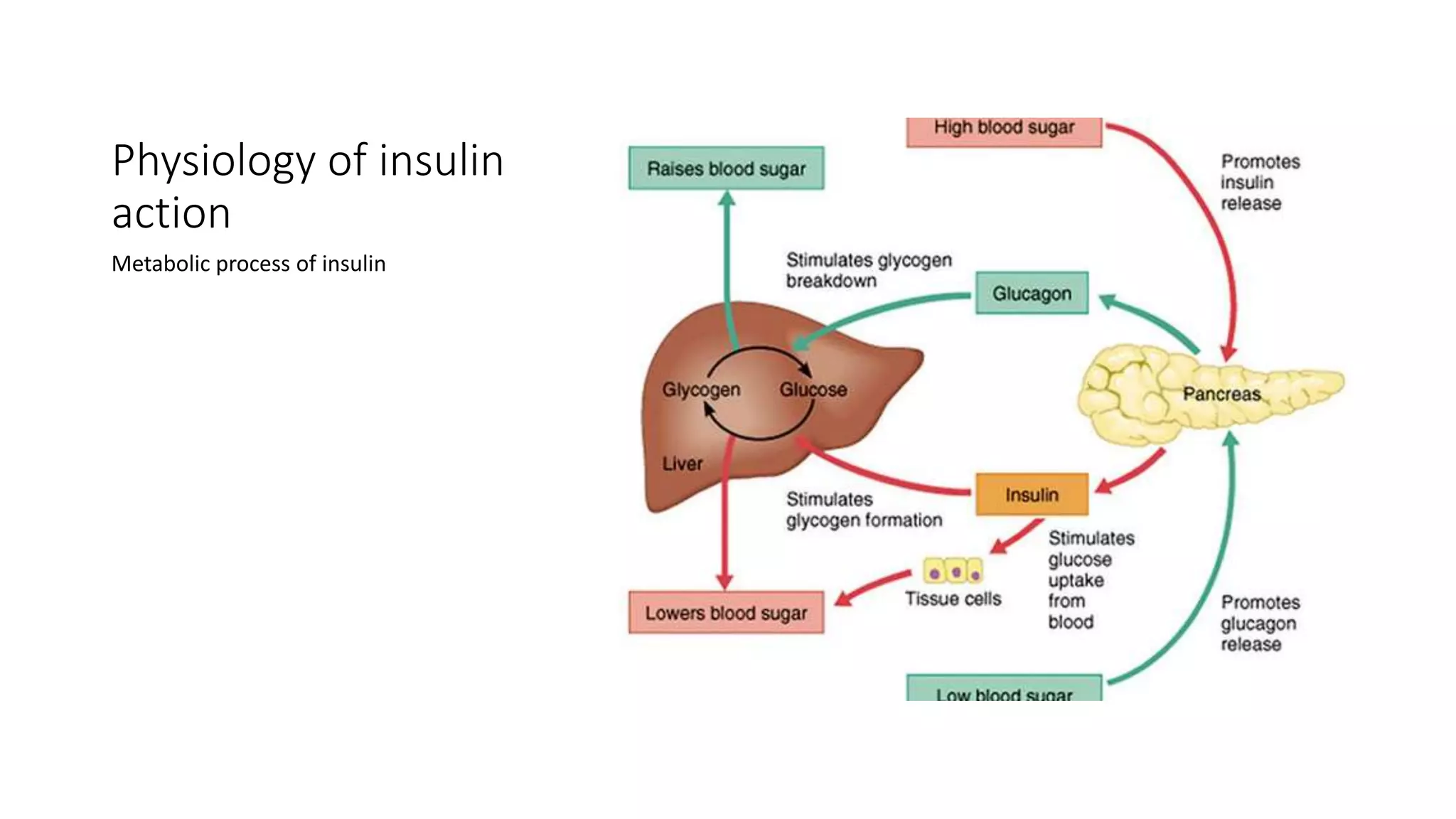 Endocrine pharmacology antidiabetic drugs.pptx