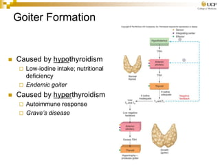 Endocrine physiology | PPTX
