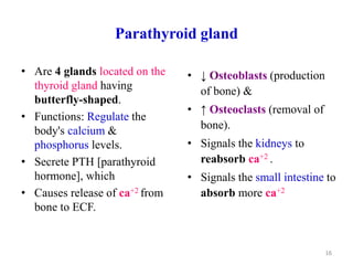 Endocrine physiology.pptx