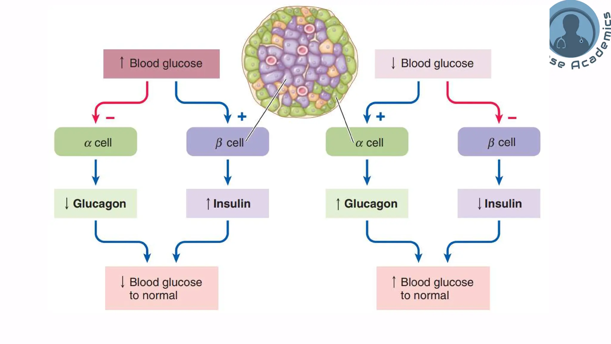 Endocrine Physiology - Insulin and Glucagon | PDF