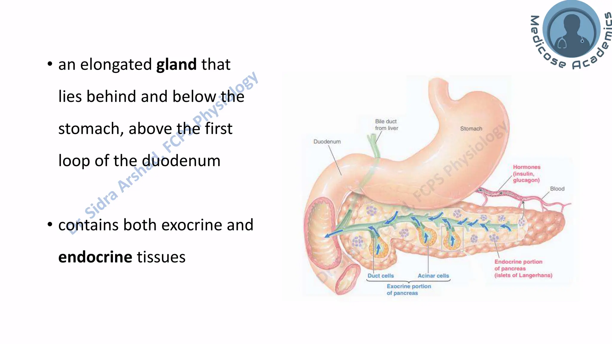Endocrine Physiology - Insulin and Glucagon | PDF