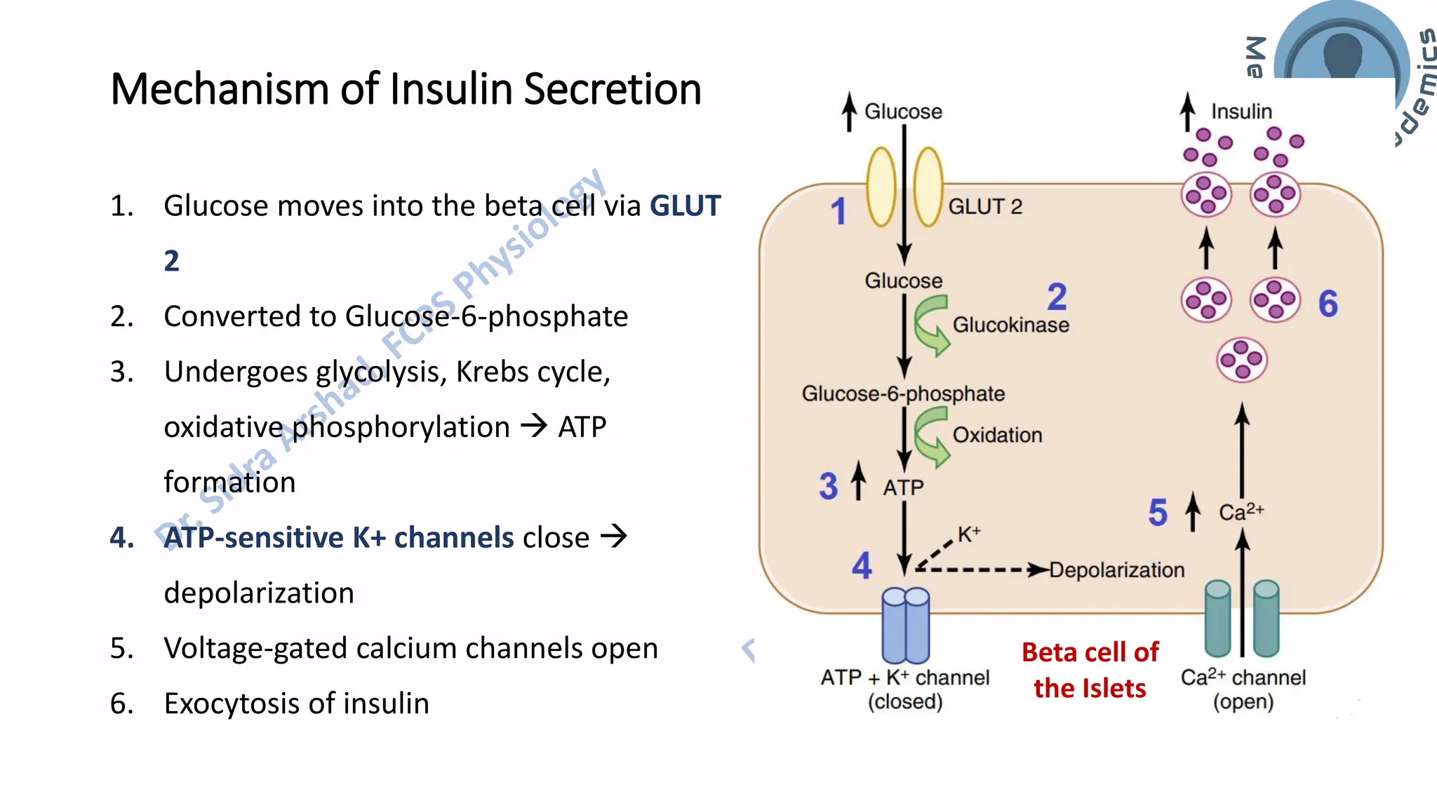Endocrine Physiology - Insulin and Glucagon | PDF