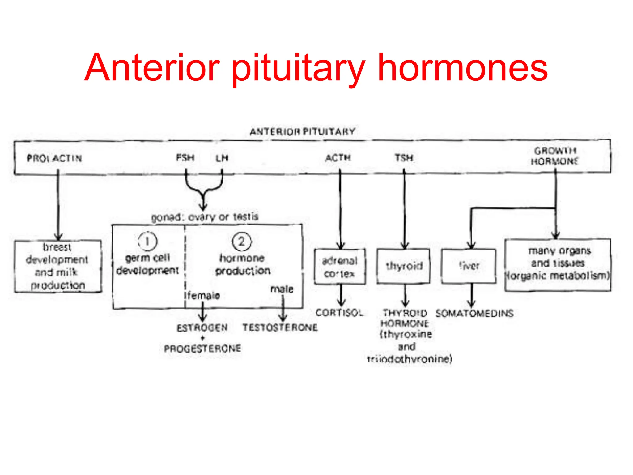 endocrine_physiology_2.ppt hypothalamic hormones | PPT