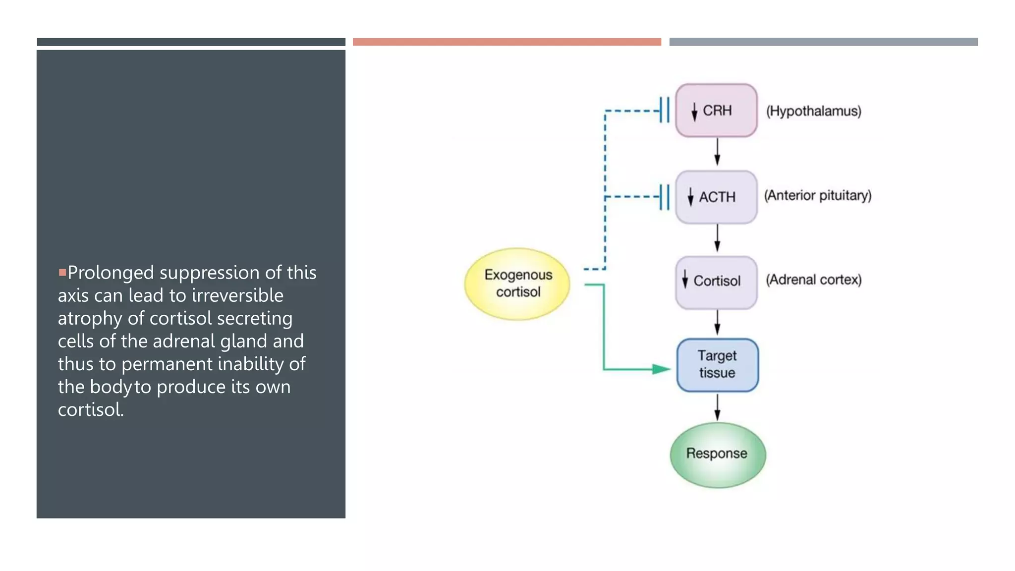 Endocrine Physiology ADRENAL CORTEX.pptx