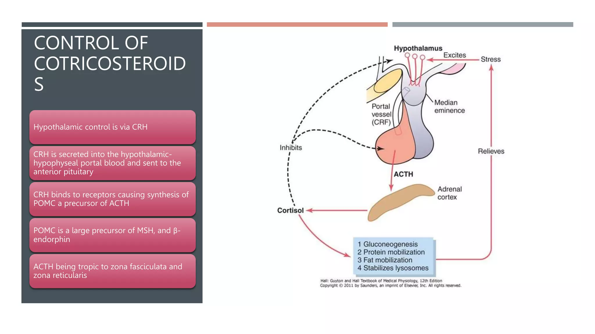Endocrine Physiology ADRENAL CORTEX.pptx