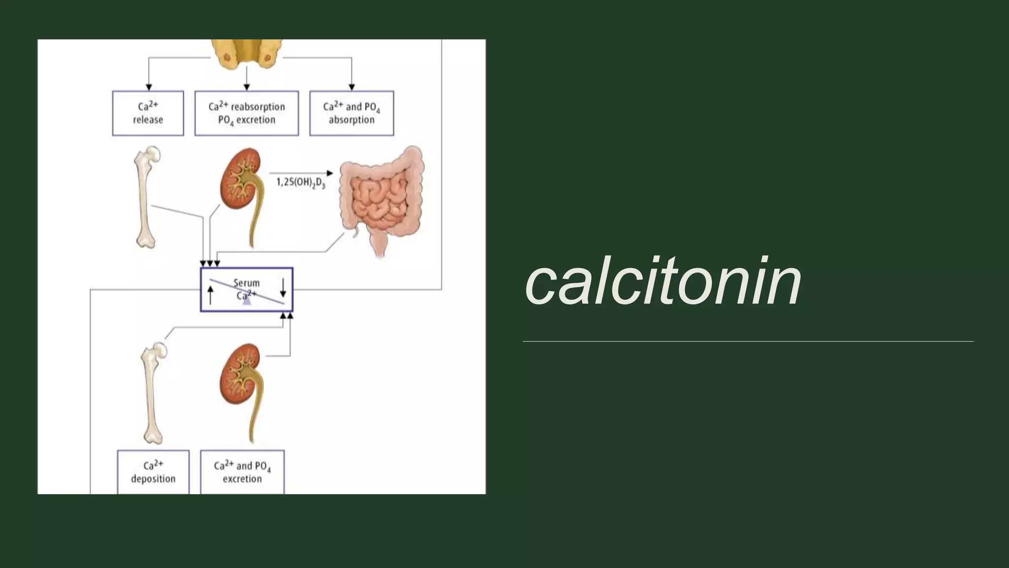 Endocrine Physiology ca homeostasis.pptx