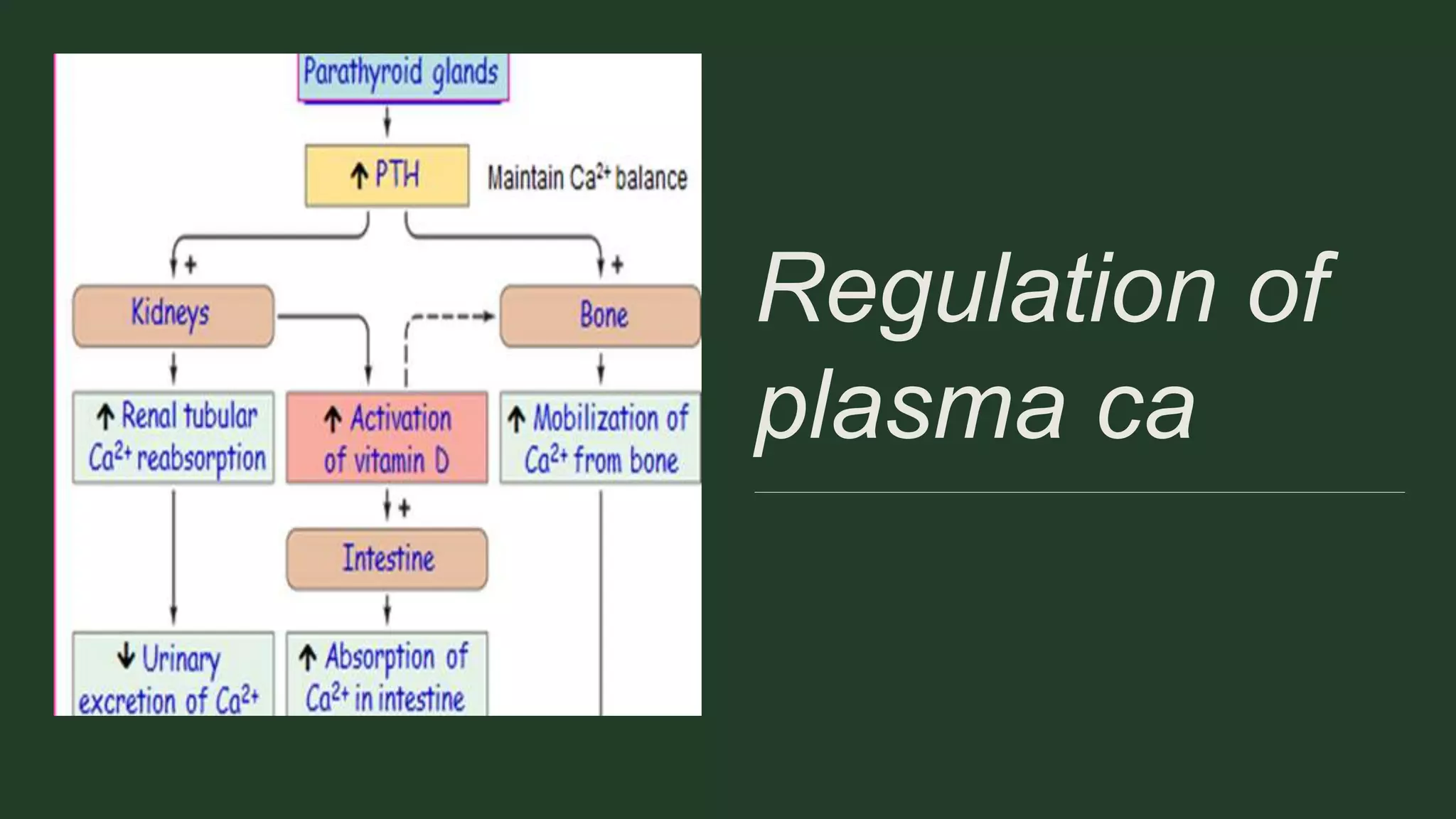 Endocrine Physiology ca homeostasis.pptx