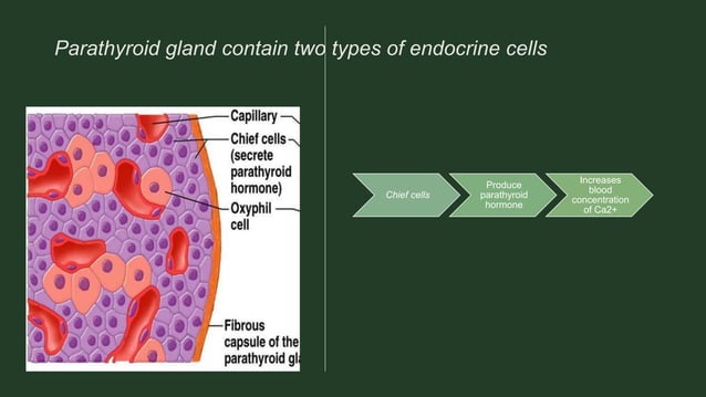 Endocrine Physiology ca homeostasis.pptx