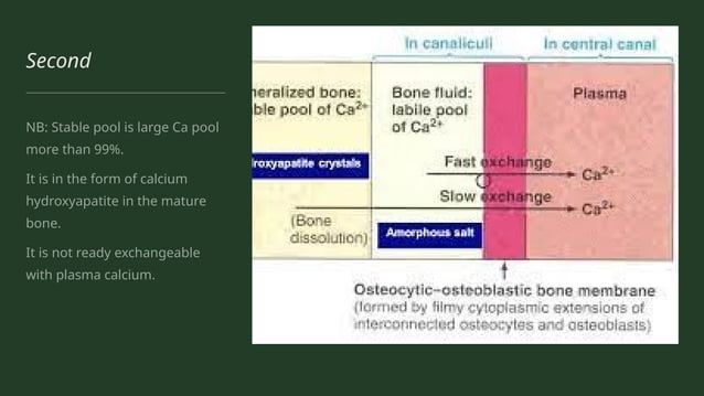 Endocrine Physiology ca homeostasis.pptx
