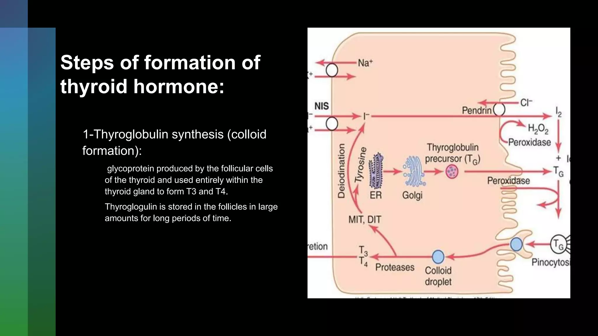 Endocrine Physiology thyroid. | PPT