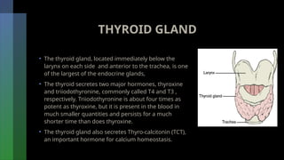 Endocrine system Physiology thyroid.pptx