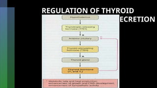 Endocrine System Physiology Thyroid Pptx