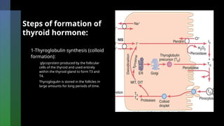 Endocrine system Physiology thyroid.pptx