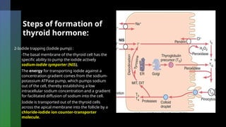 Endocrine system Physiology thyroid.pptx
