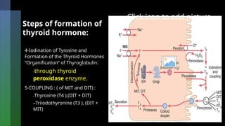 Endocrine system Physiology thyroid.pptx