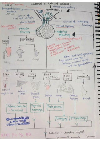 endocrine pituitary gland.pdf Jitendra bhargav SlideShare.com