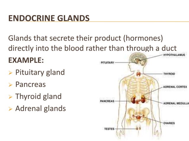Endocrine ppt | PPTX