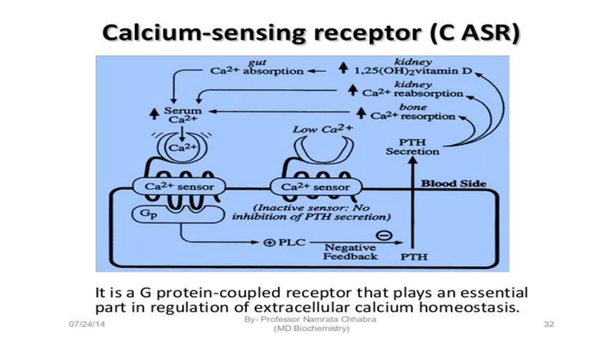 Endocrine regulation of calcium metabolism | PPTX