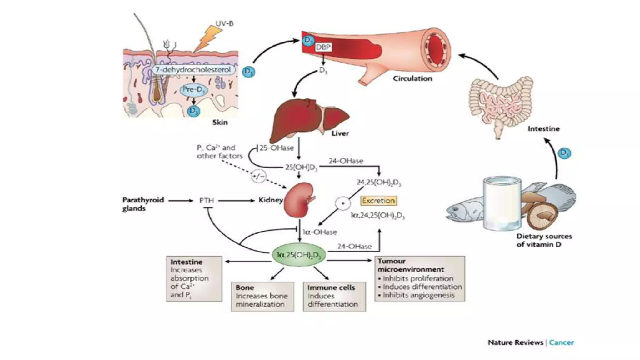 Endocrine regulation of calcium metabolism | PPTX