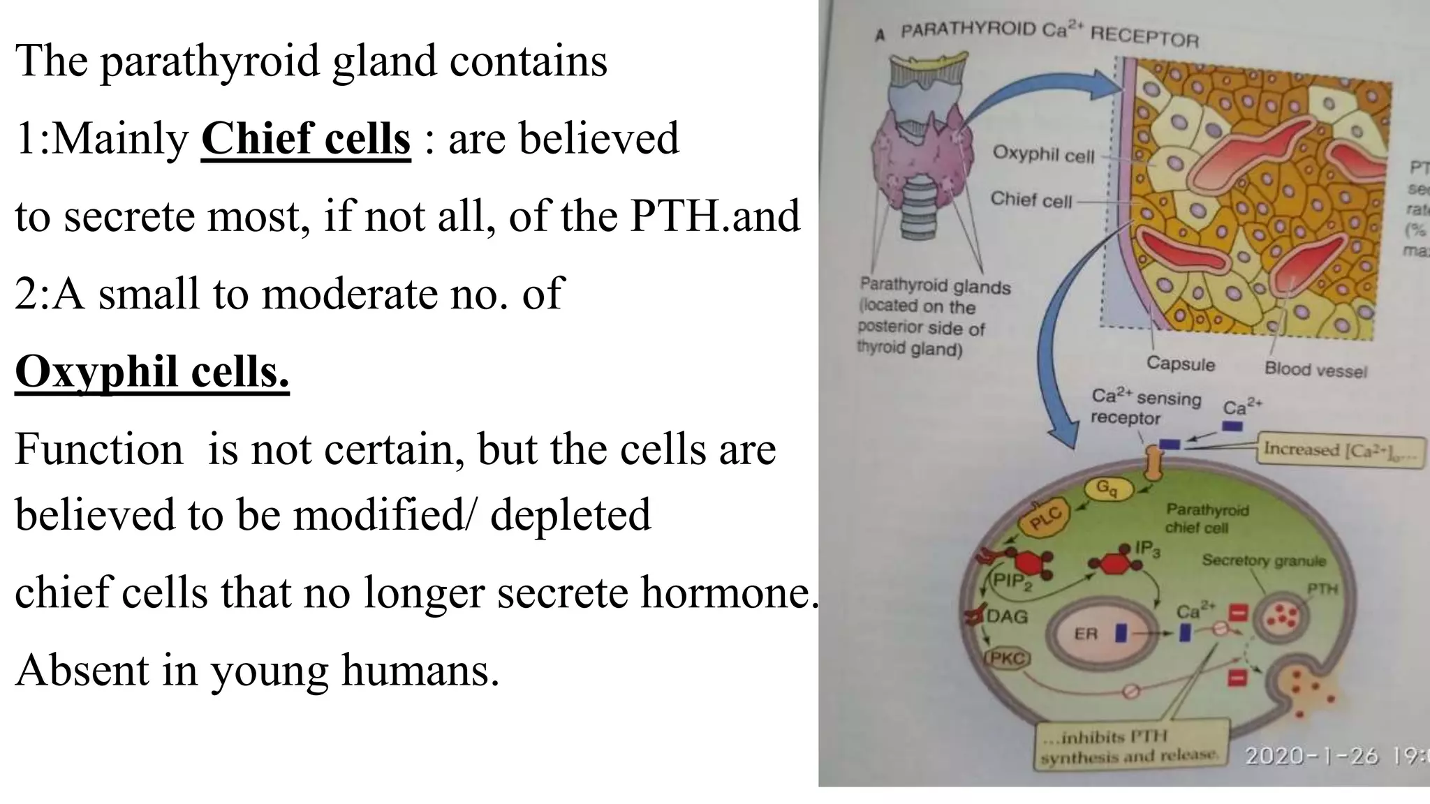 Endocrine regulation of calcium metabolism | PPTX
