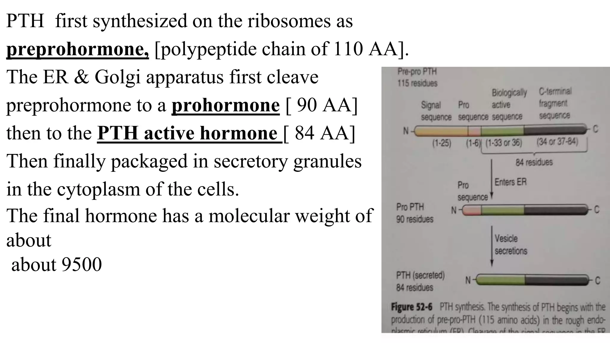 Endocrine regulation of calcium metabolism | PPTX