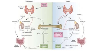 Endocrine regulation of calcium metabolism | PPTX