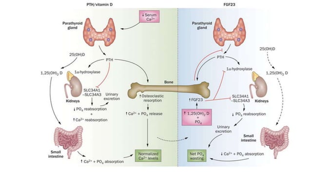 Endocrine regulation of calcium metabolism | PPT