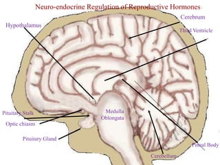 Endocrine regulation of reproduction | PPS