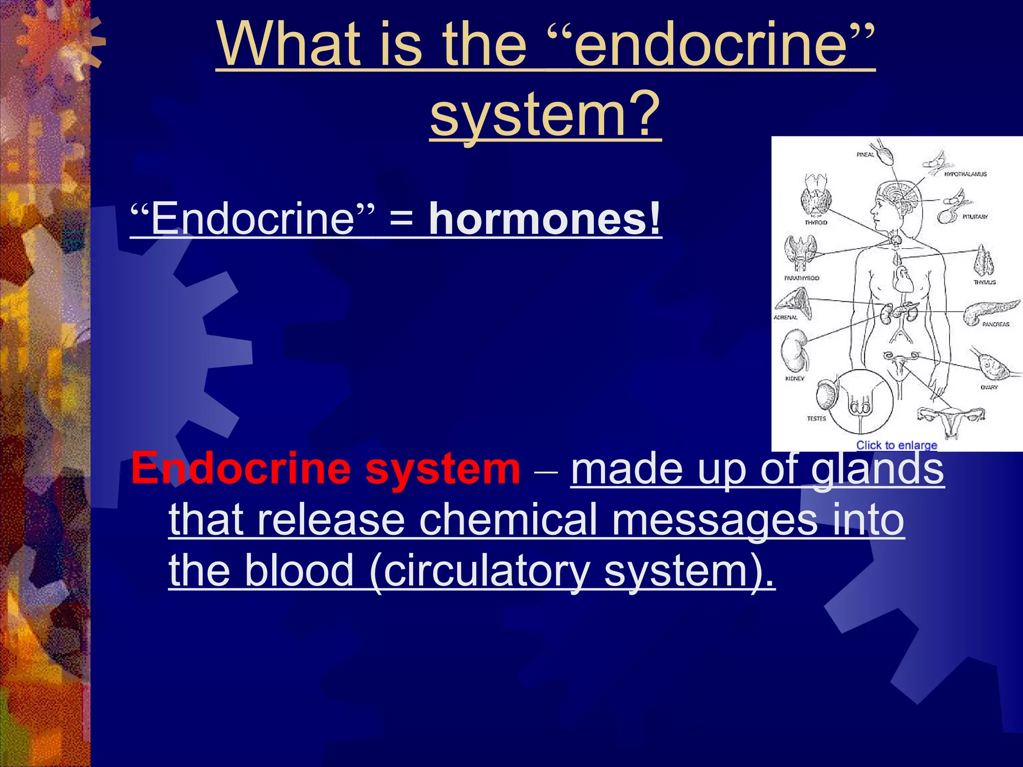 Endocrine Reproductive | PPT