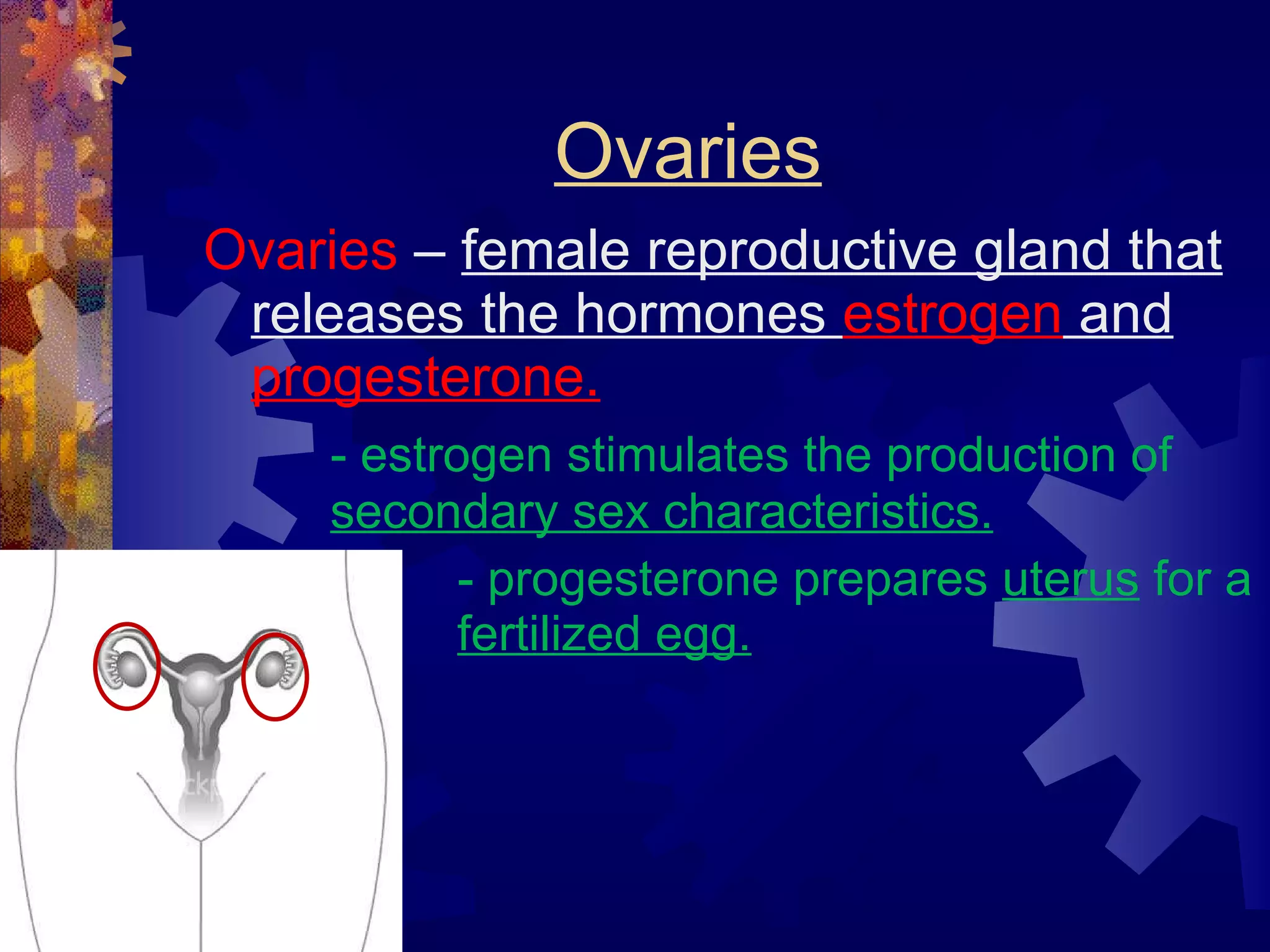 Endocrine Reproductive | PPT