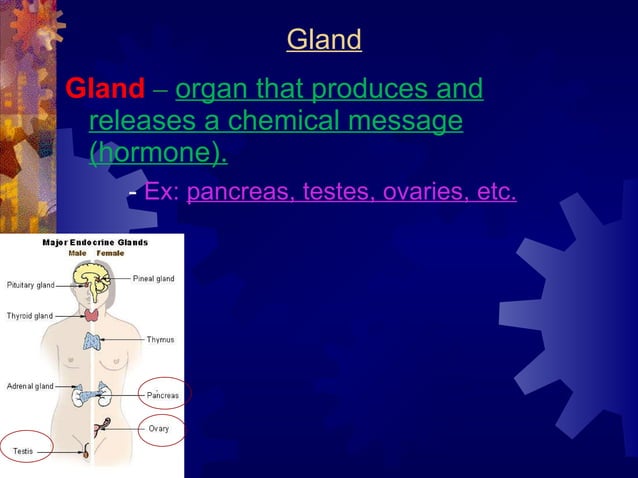 Endocrine Reproductive | PPT