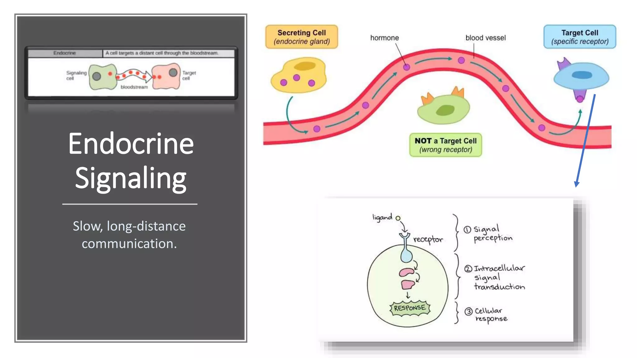 Endocrine Signaling | PPTX | Endocrine and Metabolic Diseases ...