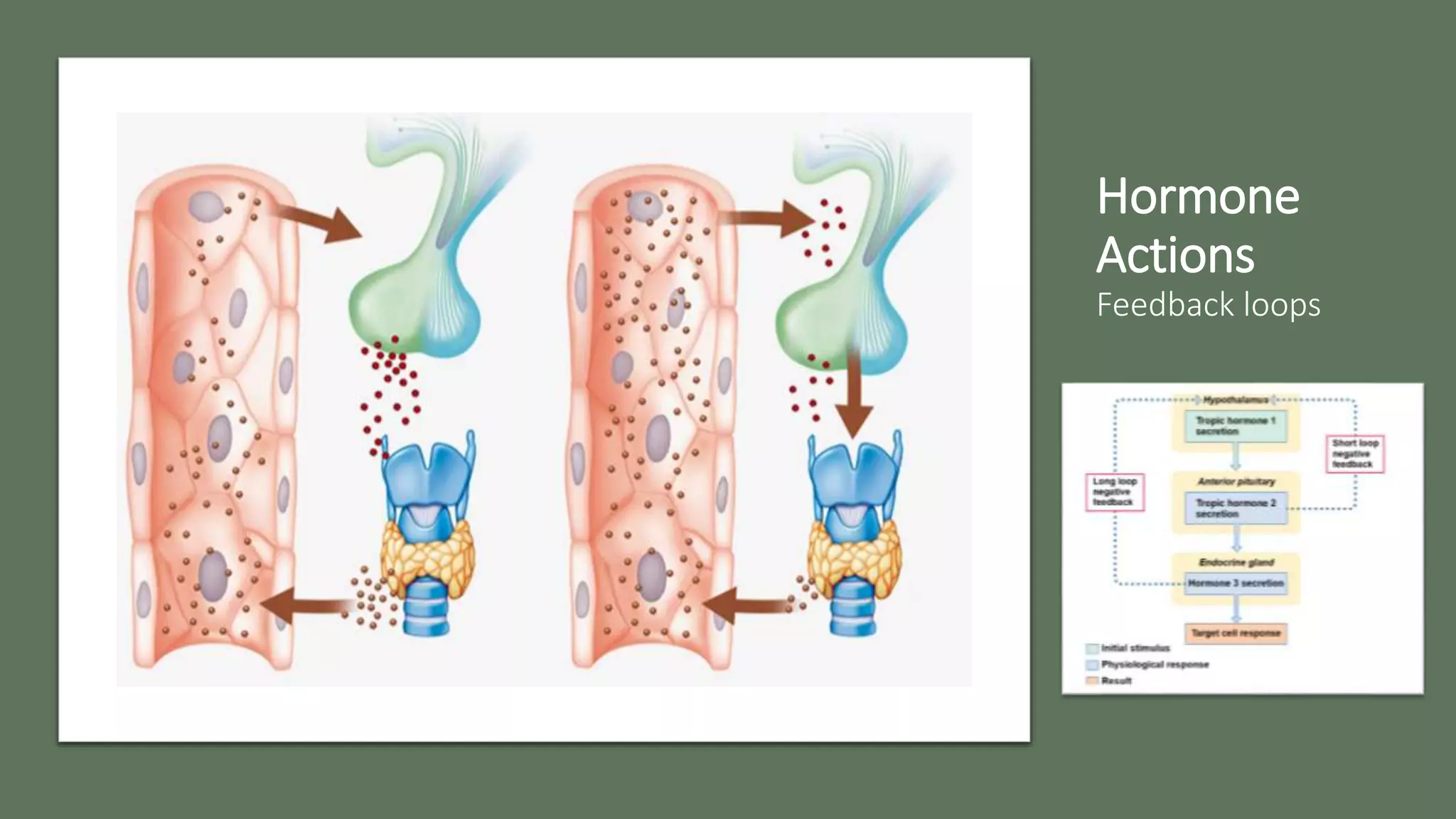 Endocrine Signaling | PPTX | Endocrine and Metabolic Diseases ...