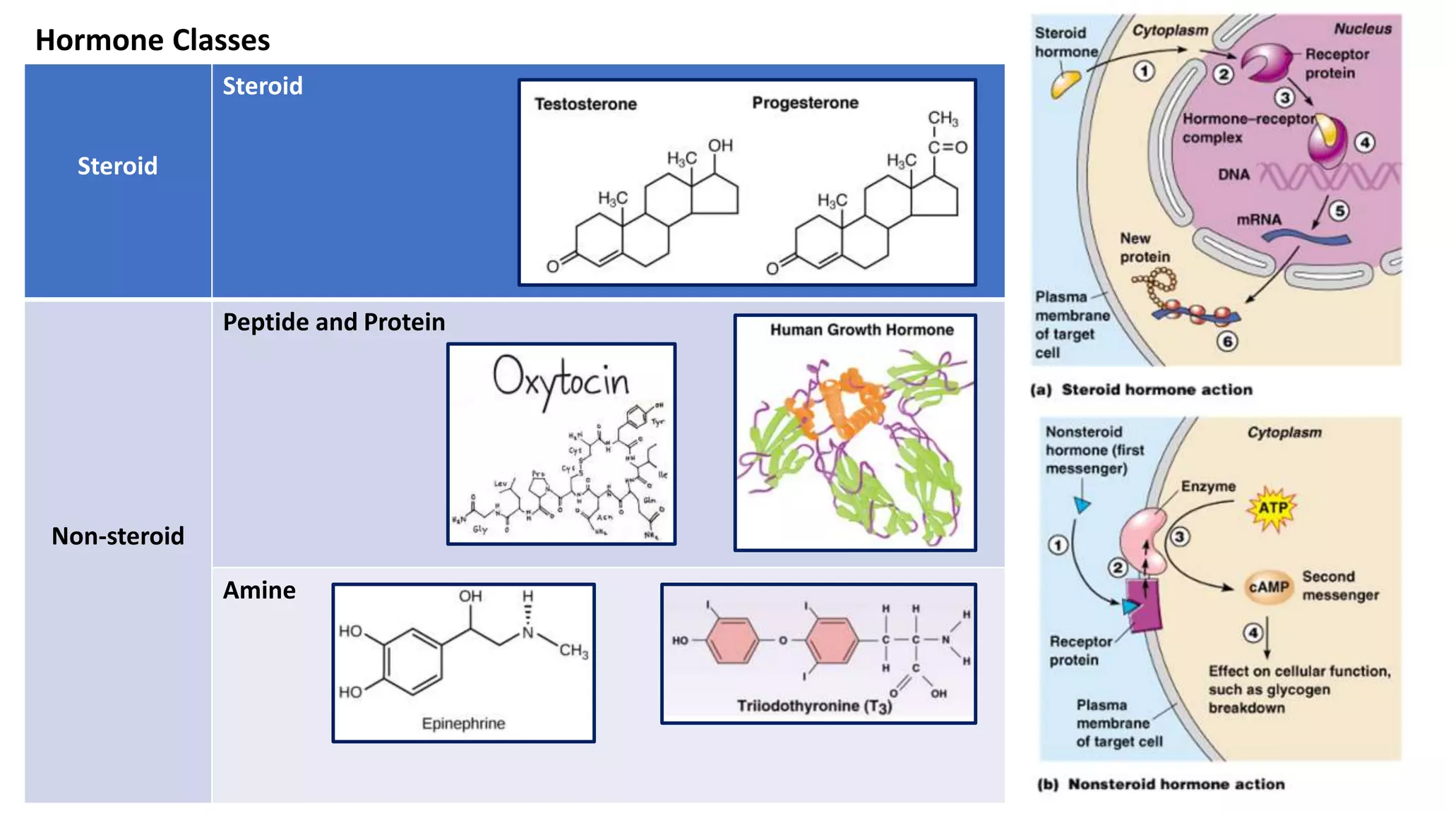 Endocrine Signaling | PPT