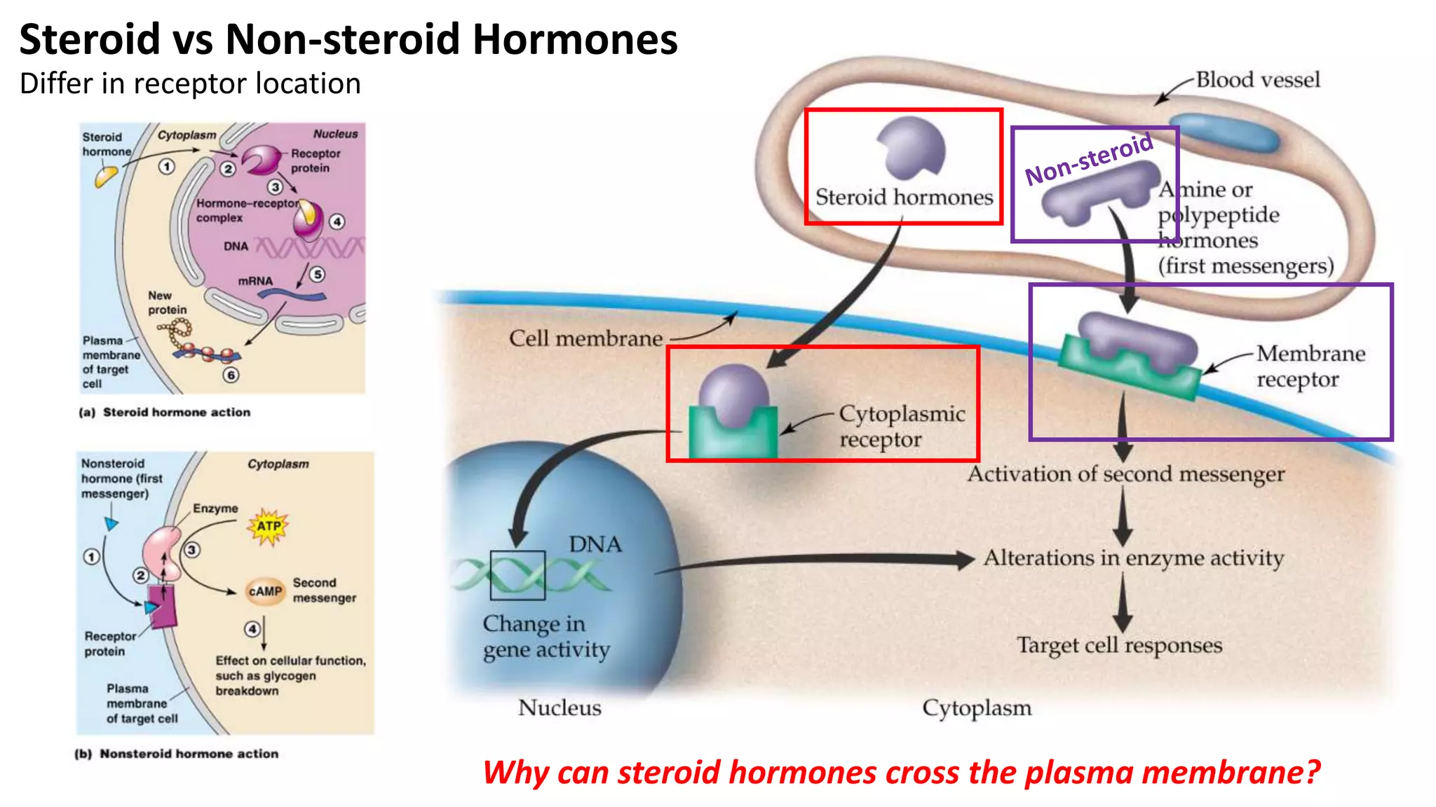 Endocrine Signaling | PPTX | Endocrine and Metabolic Diseases ...